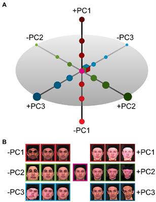 Frontiers | fMRI evidence that hyper-caricatured faces activate object-selective cortex